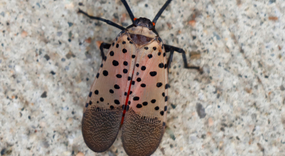 USA: Ten piękny owad sieje postrach wśród producentów wina. Naukowcy ...