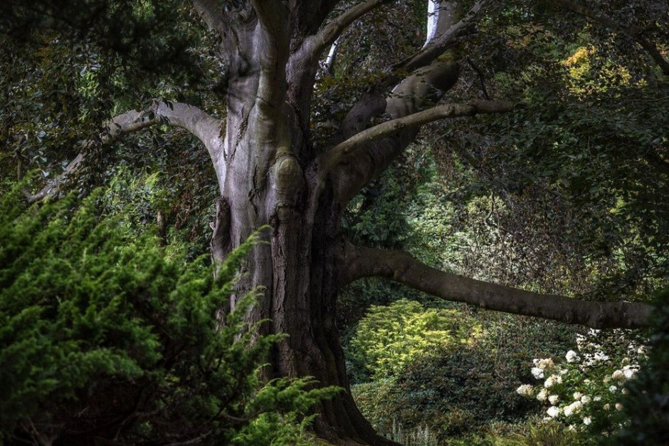 200-letni buk to "Serce Ogrodu" i "Europejskie Drzewo Roku 2024 ...