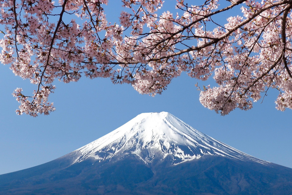 Kiedy kwitną wiśnie w Japonii? Szczegółowy kalendarz święta hanami na 2025